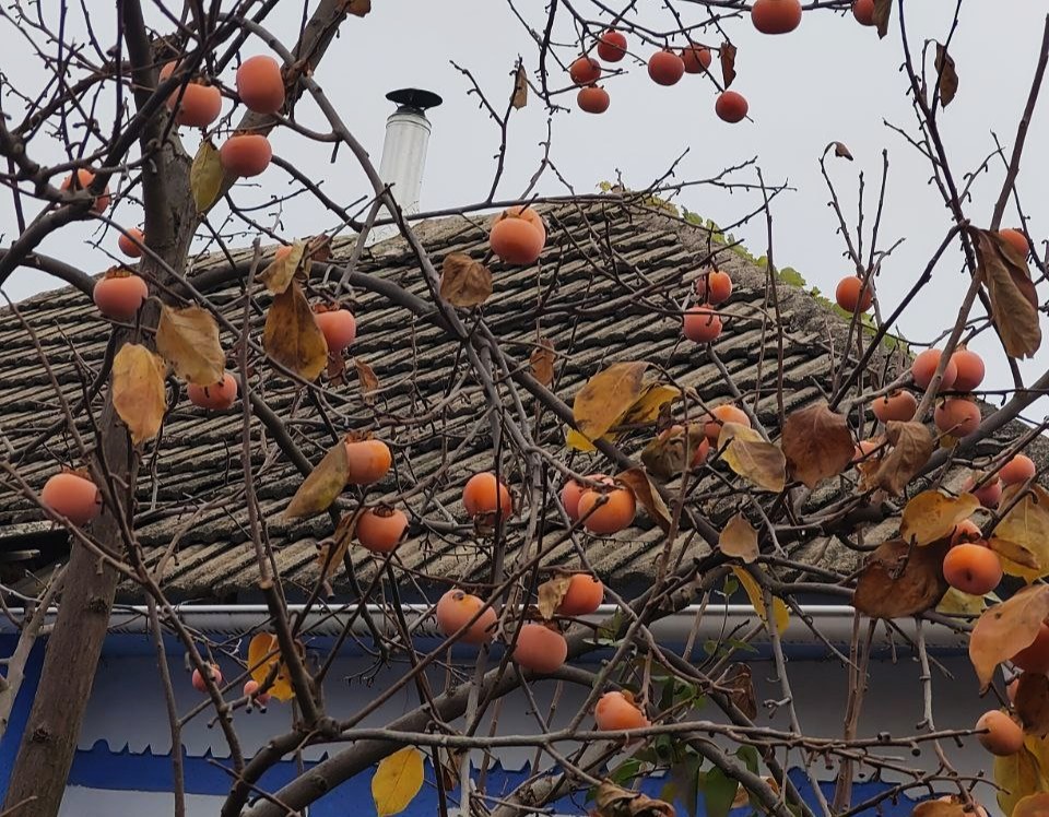 Fructele exotice câștigă teren în grădinile din Republica Moldova: kaki ...